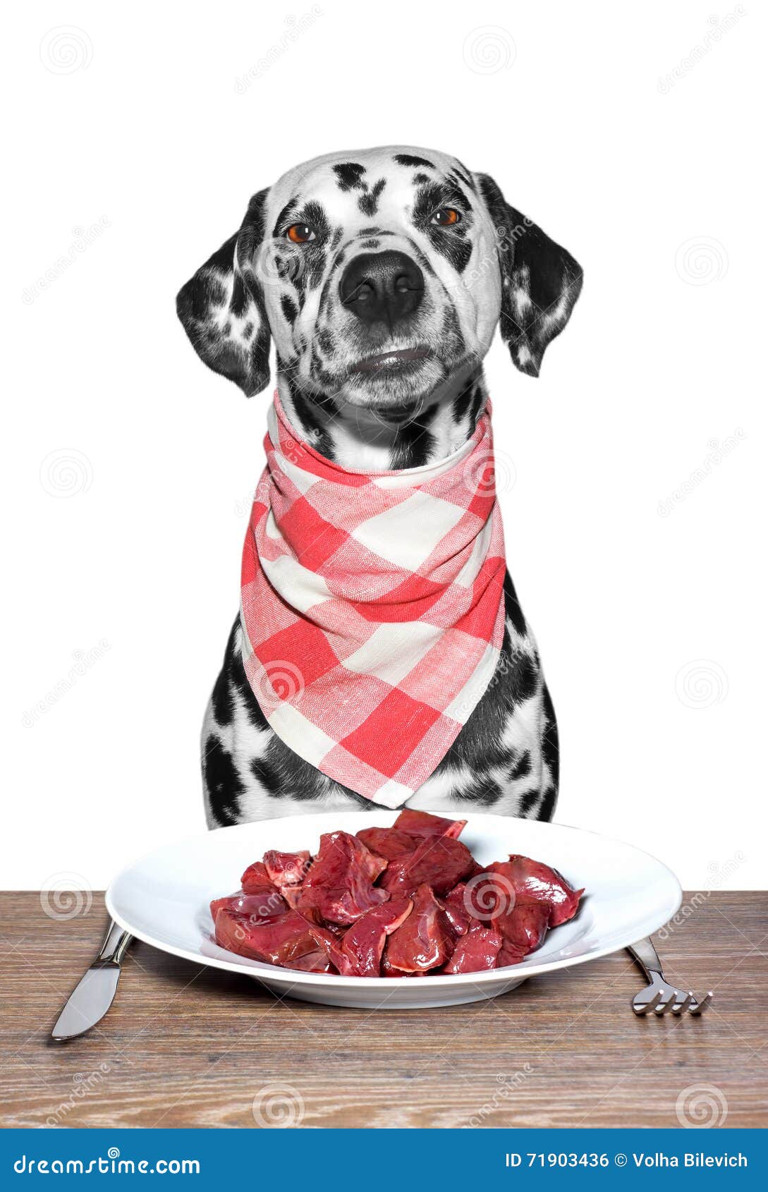 El Perro Tiene Hambre Y Va a Comer Foto de archivo - Imagen de fondo ...