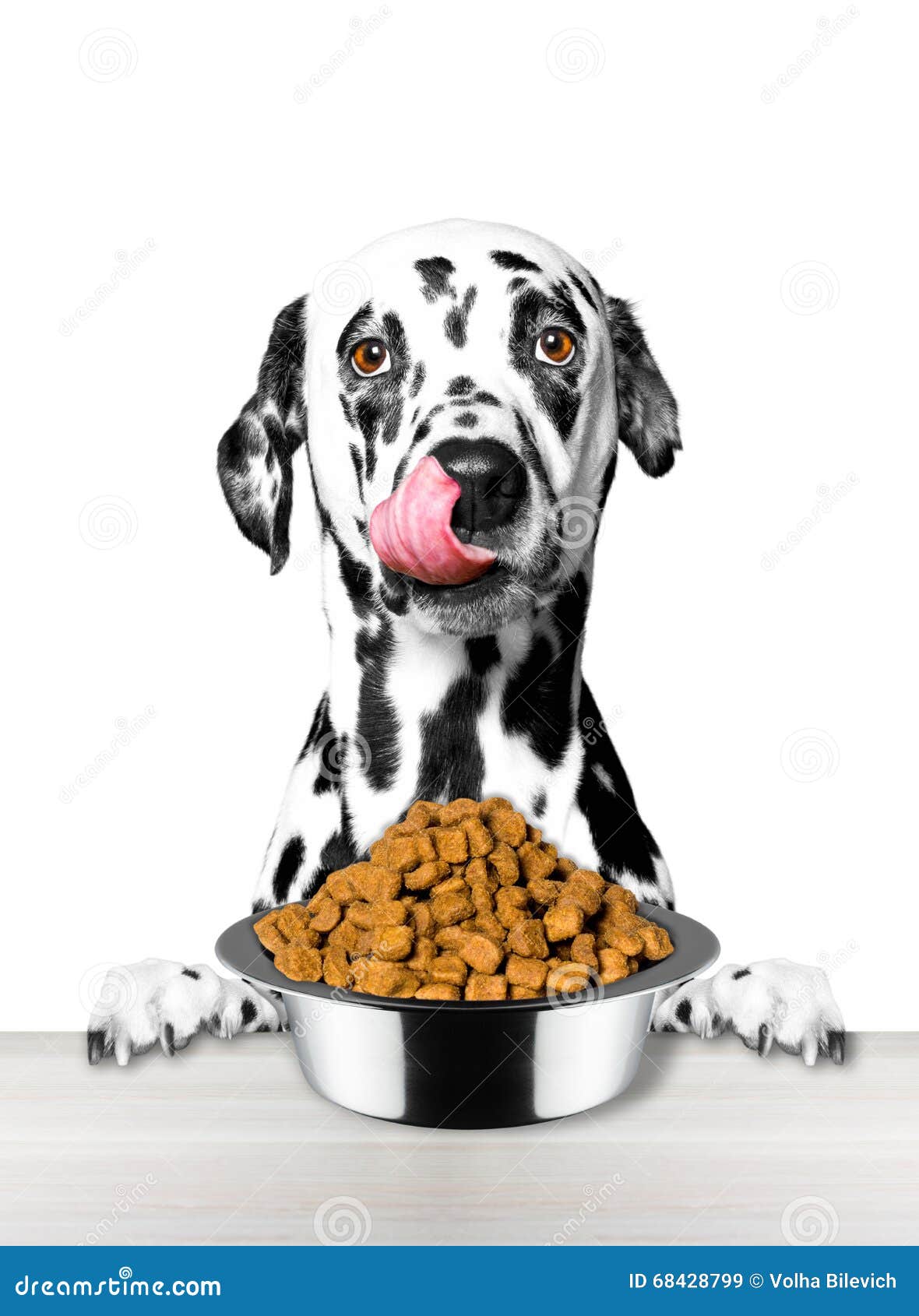 El Perro Tiene Muy Hambre Y Va a Comer Imagen de archivo - Imagen de ...