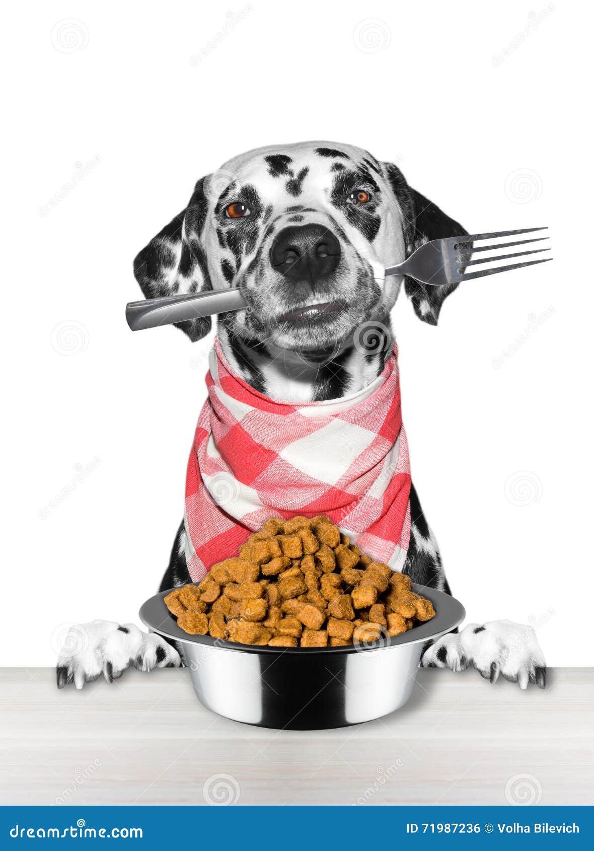 El Perro Tiene Muy Hambre Y Va a Comer Foto de archivo - Imagen de ...