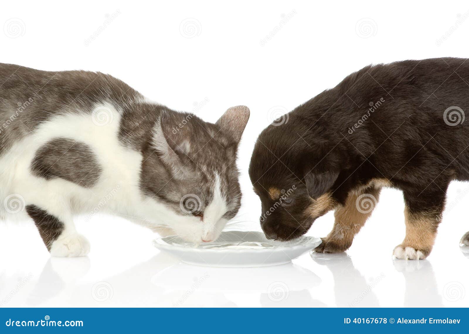 El Perro Y El Gato Comen Juntos Foto de archivo - Imagen de lindo ...