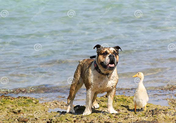 El perro y el pato foto de archivo. Imagen de mascota - 48453918