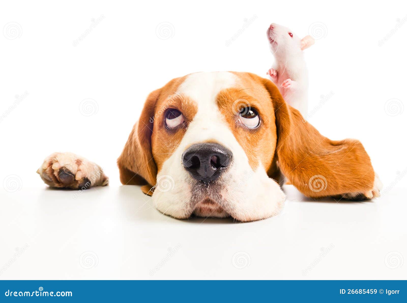 El Perro Y La Rata Miran En Tapa Imagen de archivo - Imagen de ...