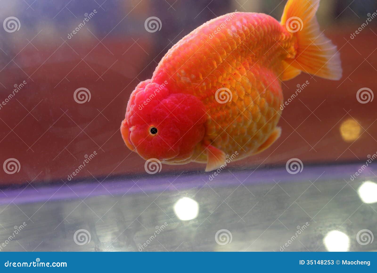 El Pez De Colores Rojo En Acuario Imagen de archivo - Imagen de claro ...