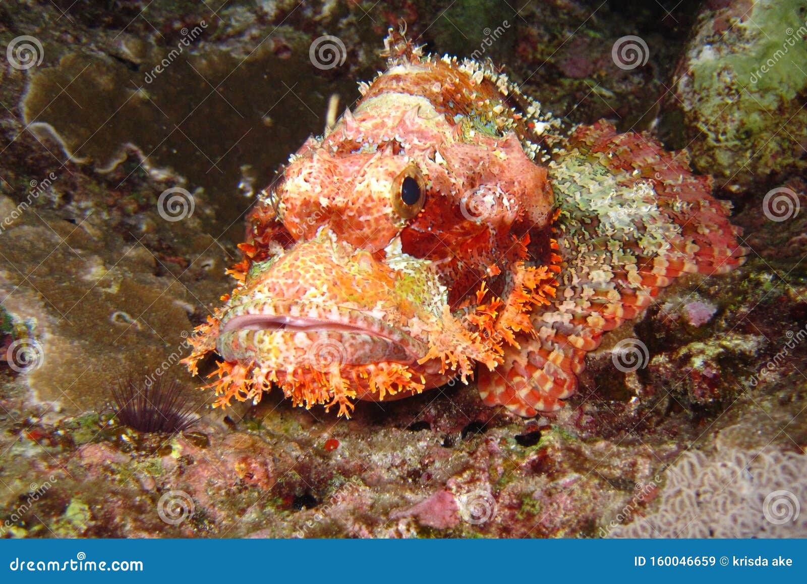 El Pez Rana Bajo El Mar Azul Profundo Imagen de archivo - Imagen de ...