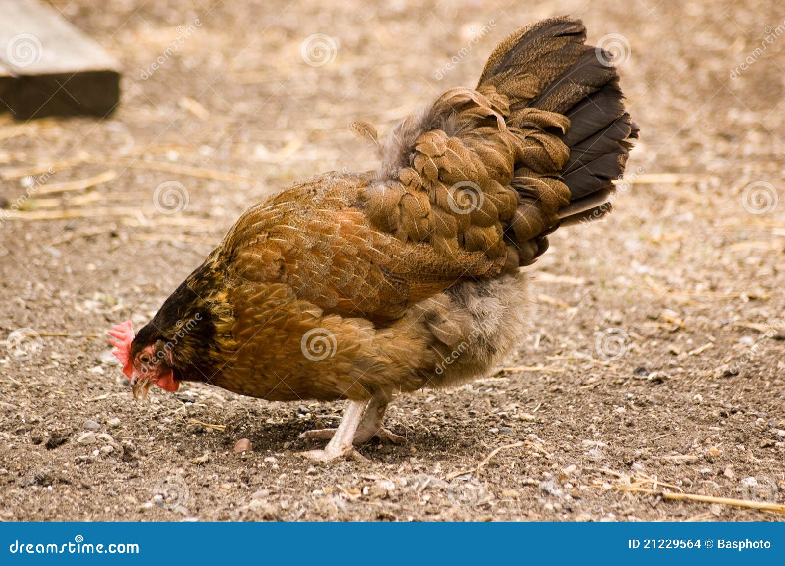 El Picotear De La Gallina De Brown Foto de archivo - Imagen de ...