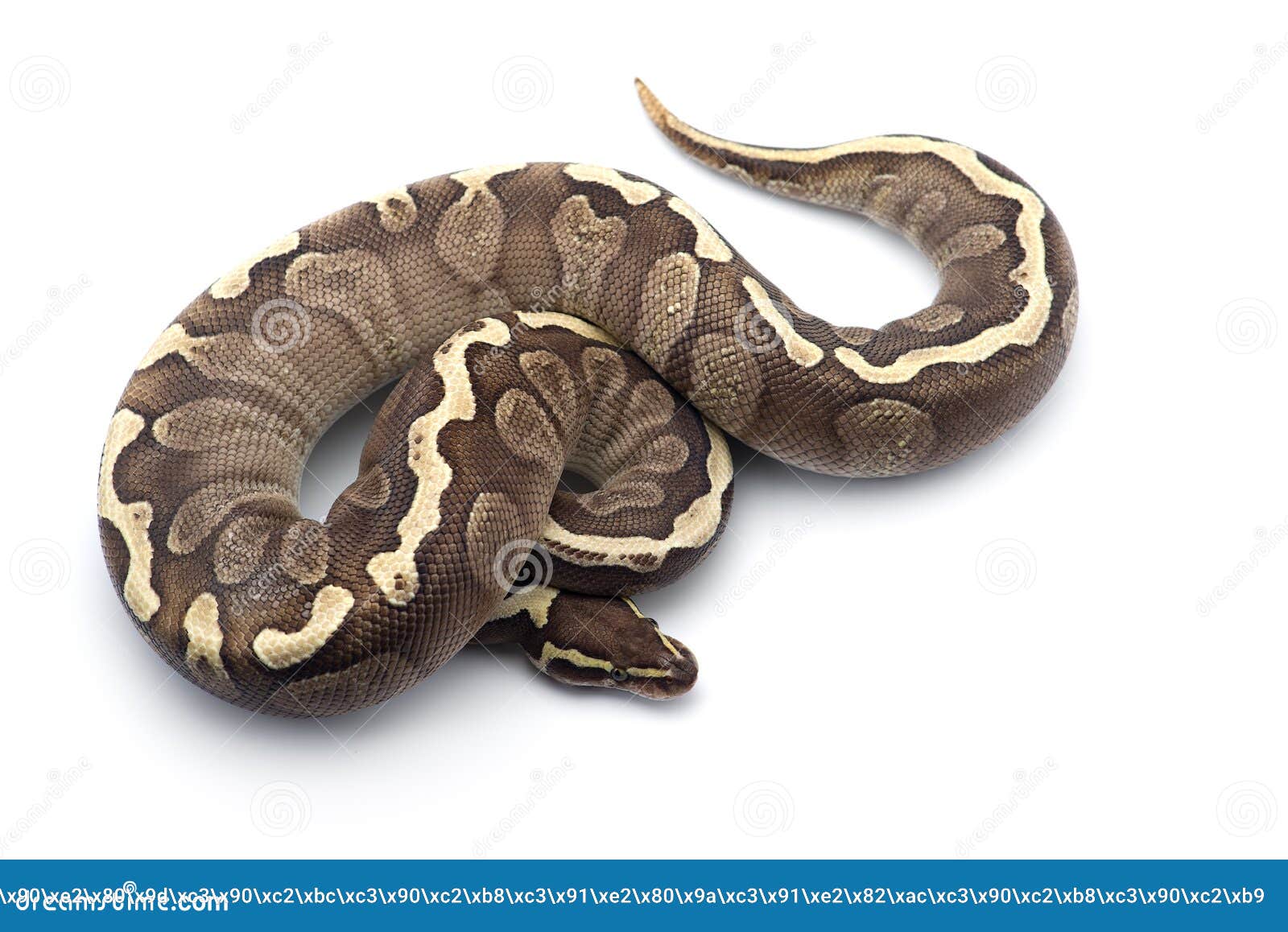 El Pitón Real Aislado En El Fondo Blanco Imagen de archivo - Imagen de ...