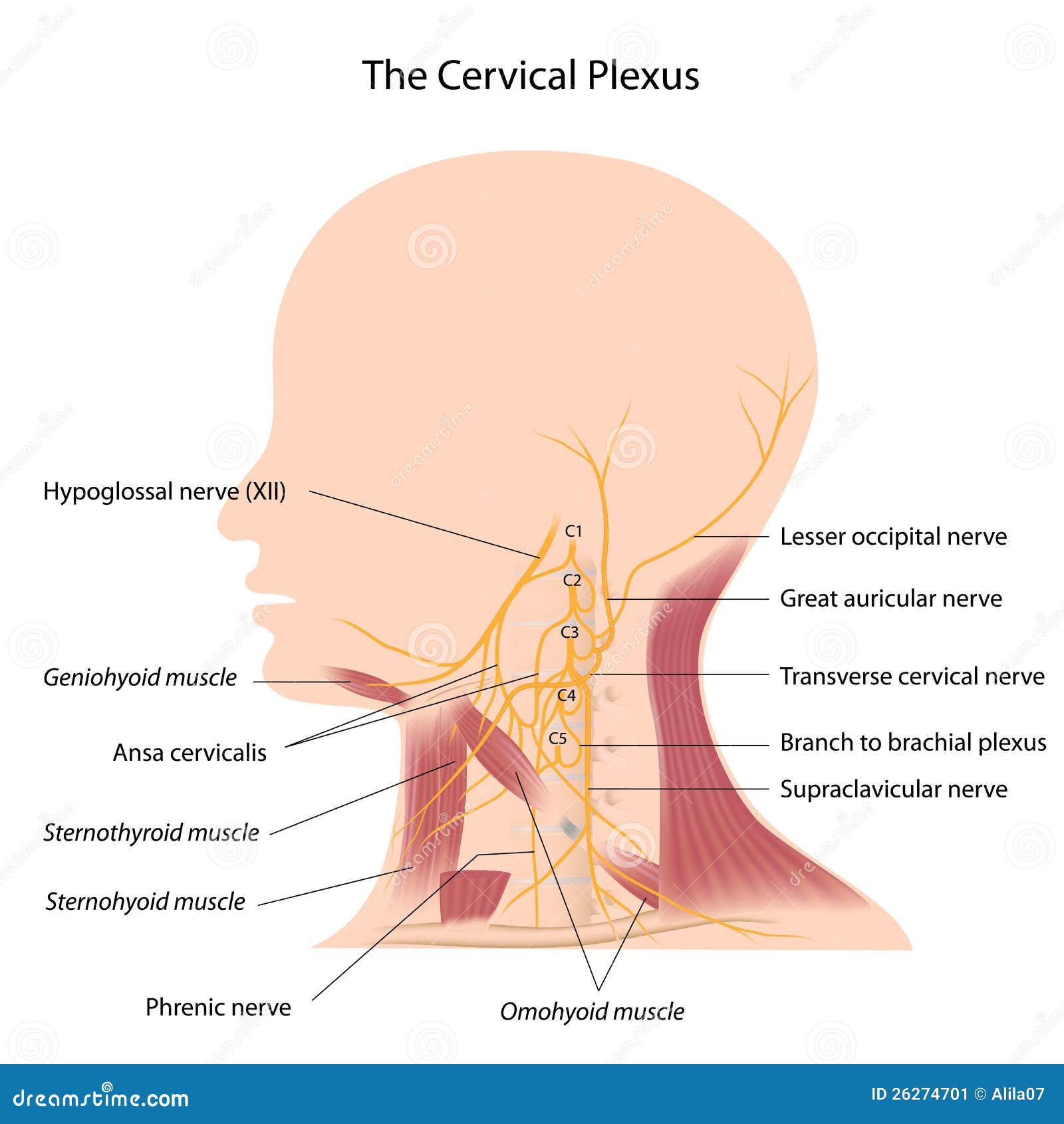 El plexo cervical ilustración del vector. Ilustración de sensorial - 26274701