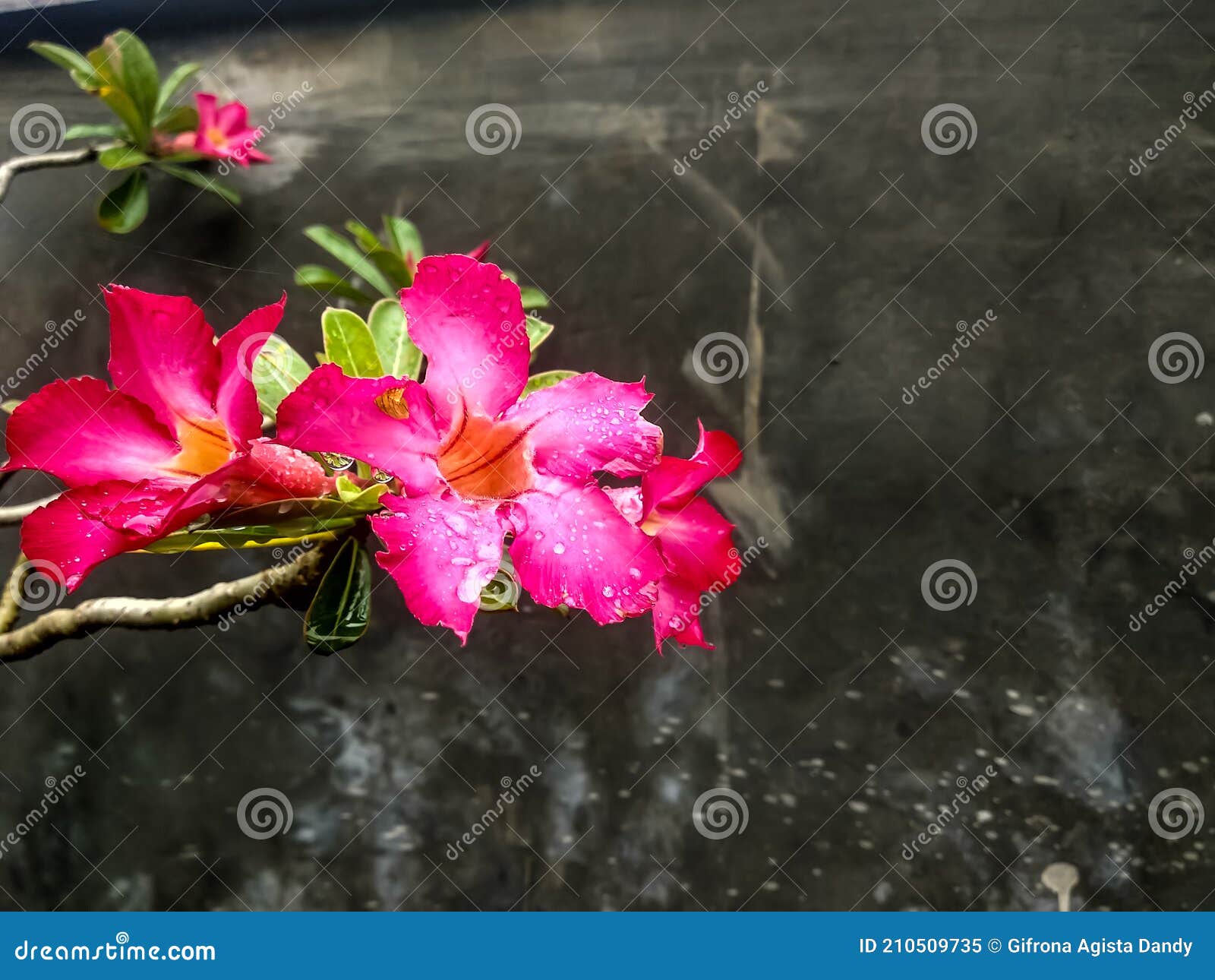 El Poder De Tres Flores De Kamboja Imagen de archivo - Imagen de flores ...