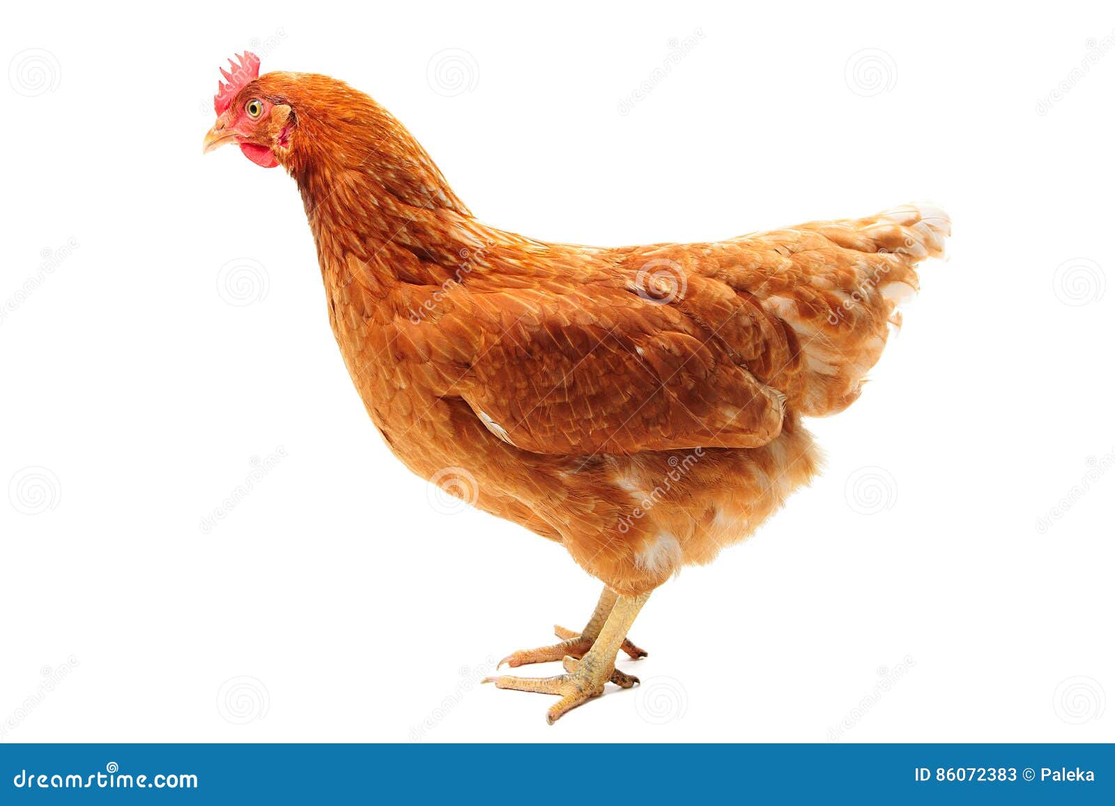 El pollo Lohmann Brown imagen de archivo. Imagen de estudio - 86072383