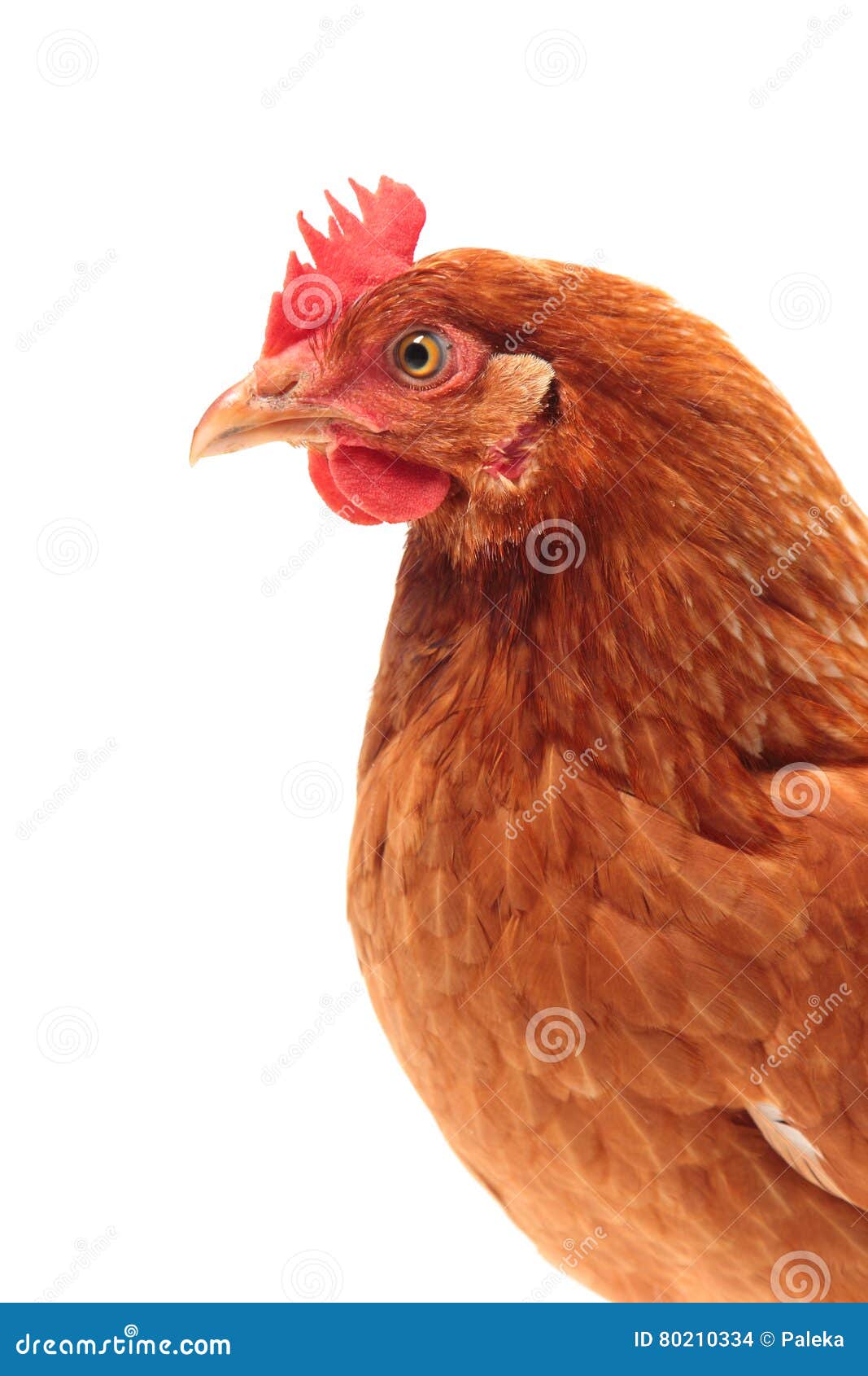 El pollo rojo foto de archivo. Imagen de blanco, rojo - 80210334