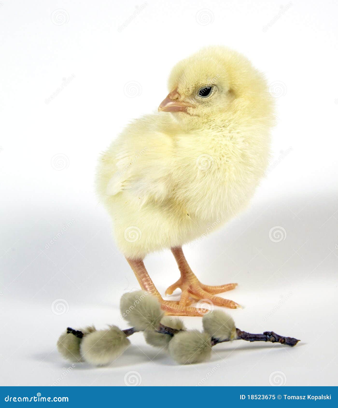 El pollo vivo de Pascua imagen de archivo. Imagen de pico - 18523675