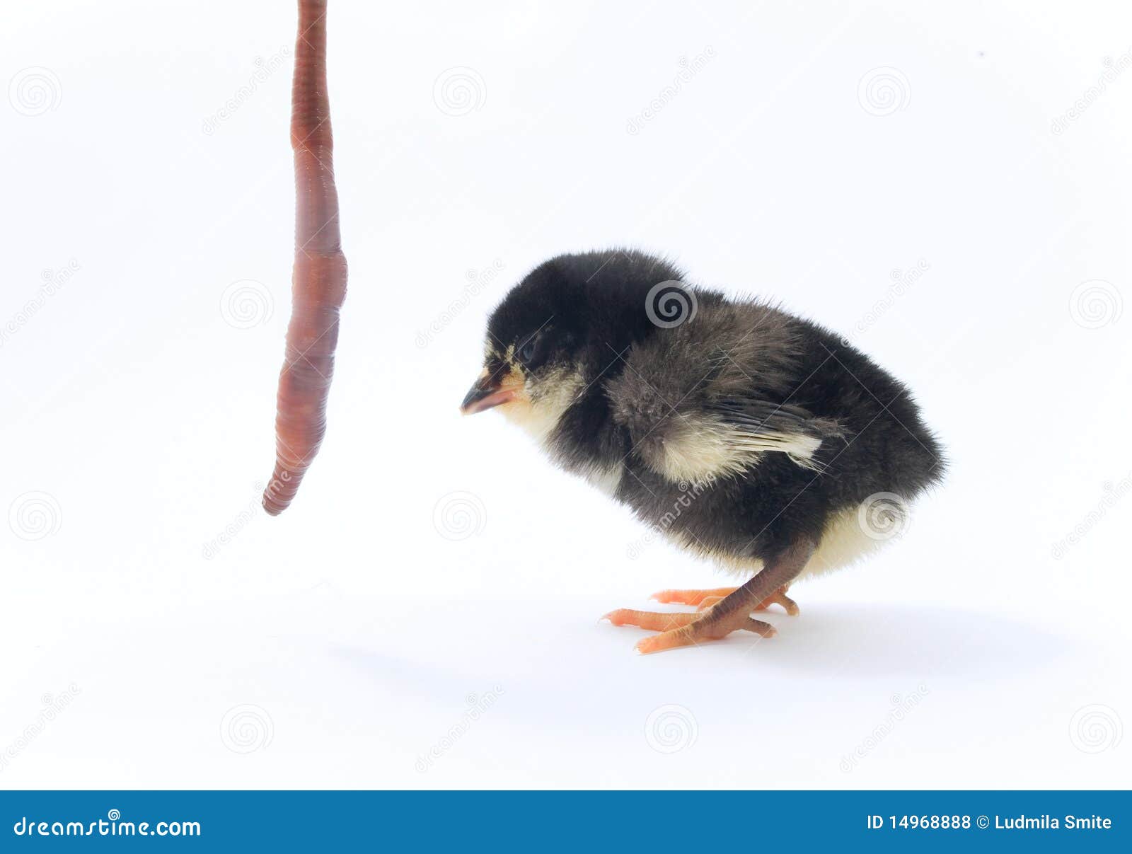 El Pollo Y Un Gusano. Imagen Imagen: 14968888