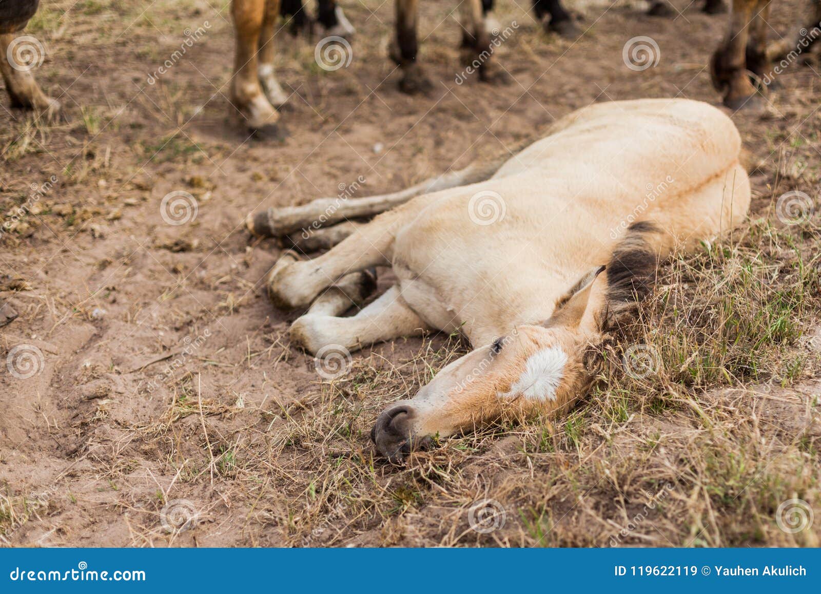 El potro enfermo y débil imagen de archivo. Imagen de cara - 119622119