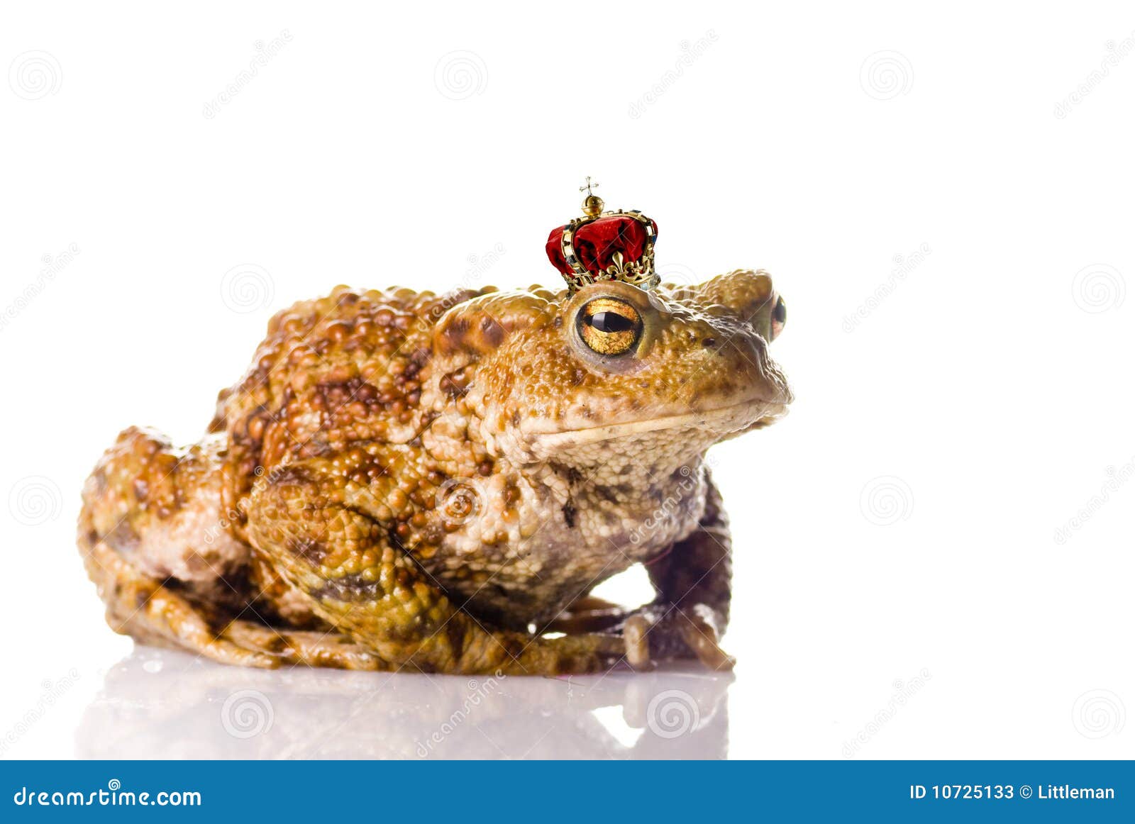 263 Sapo Enojado Fotos - Libres de Derechos y Gratuitas de Dreamstime