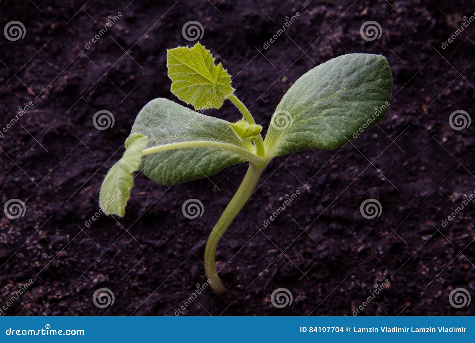 El Primer Brote De Las Hojas Foto de archivo - Imagen de calabaza ...