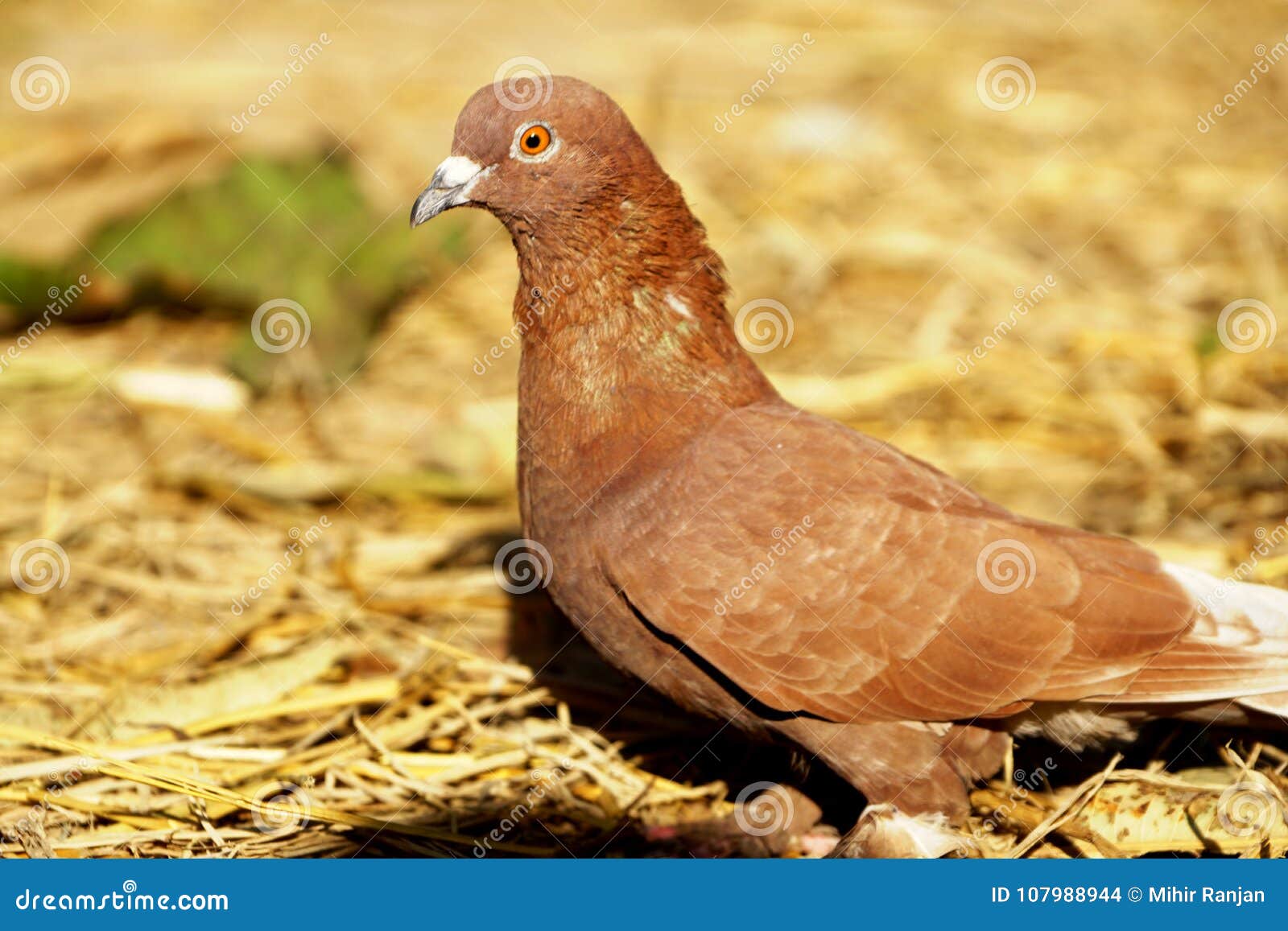 El Primer De Una Paloma De Roca Foto de archivo - Imagen de miembro ...