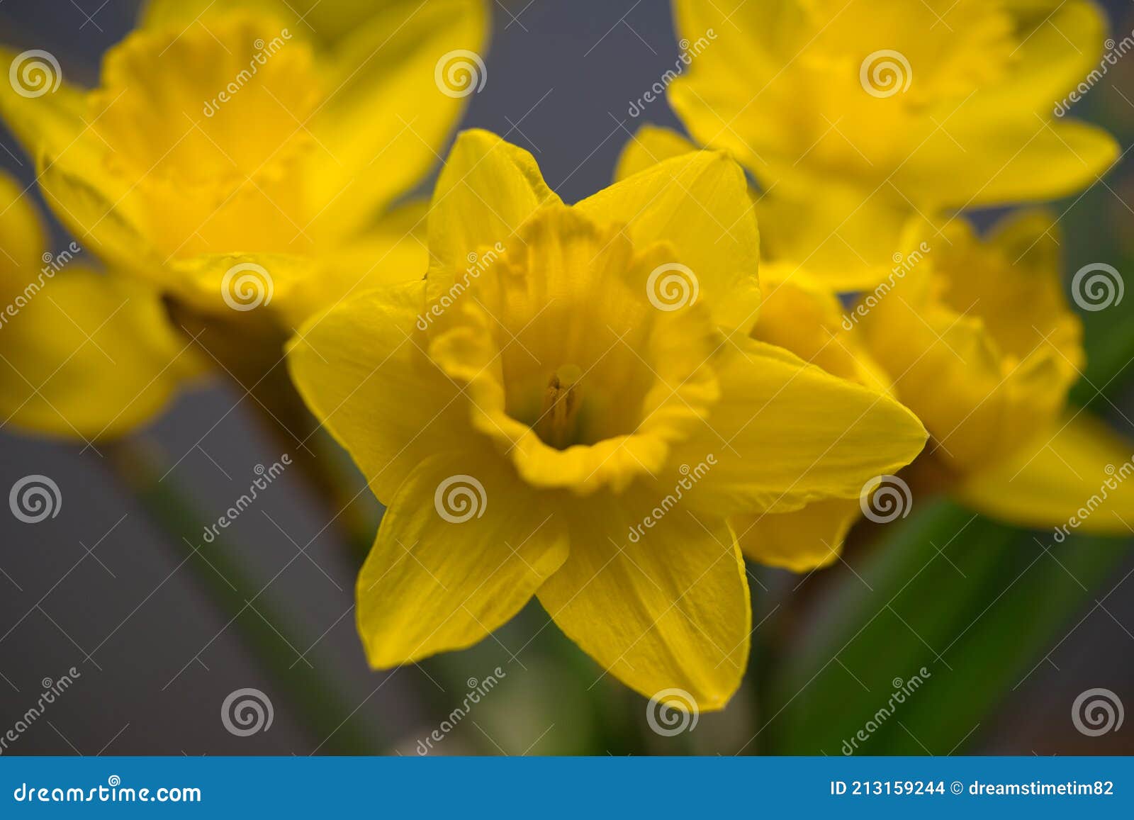 El Primer Plano De Un Hermoso Narciso O Narciso Amarillo Foto de ...