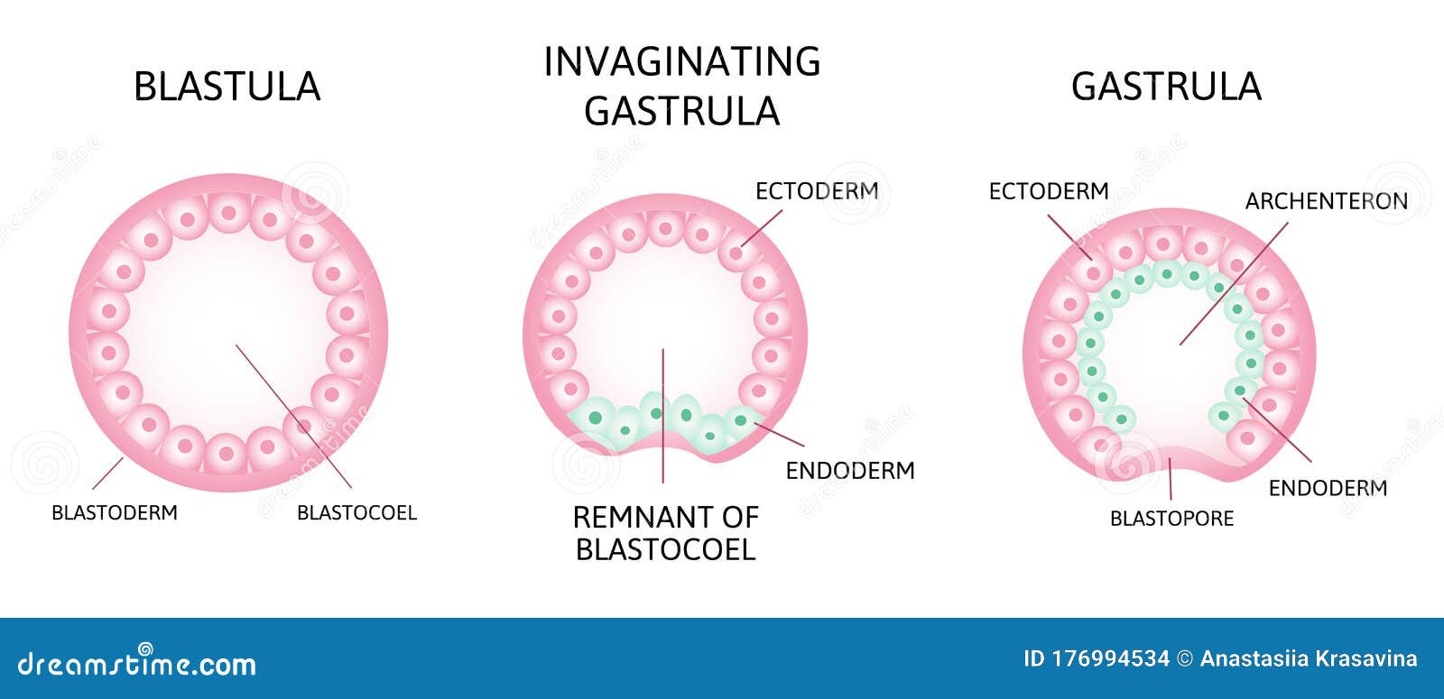 El Proceso De Gastrulación. Resto De Blastocoel Invaginante Endodermo ...