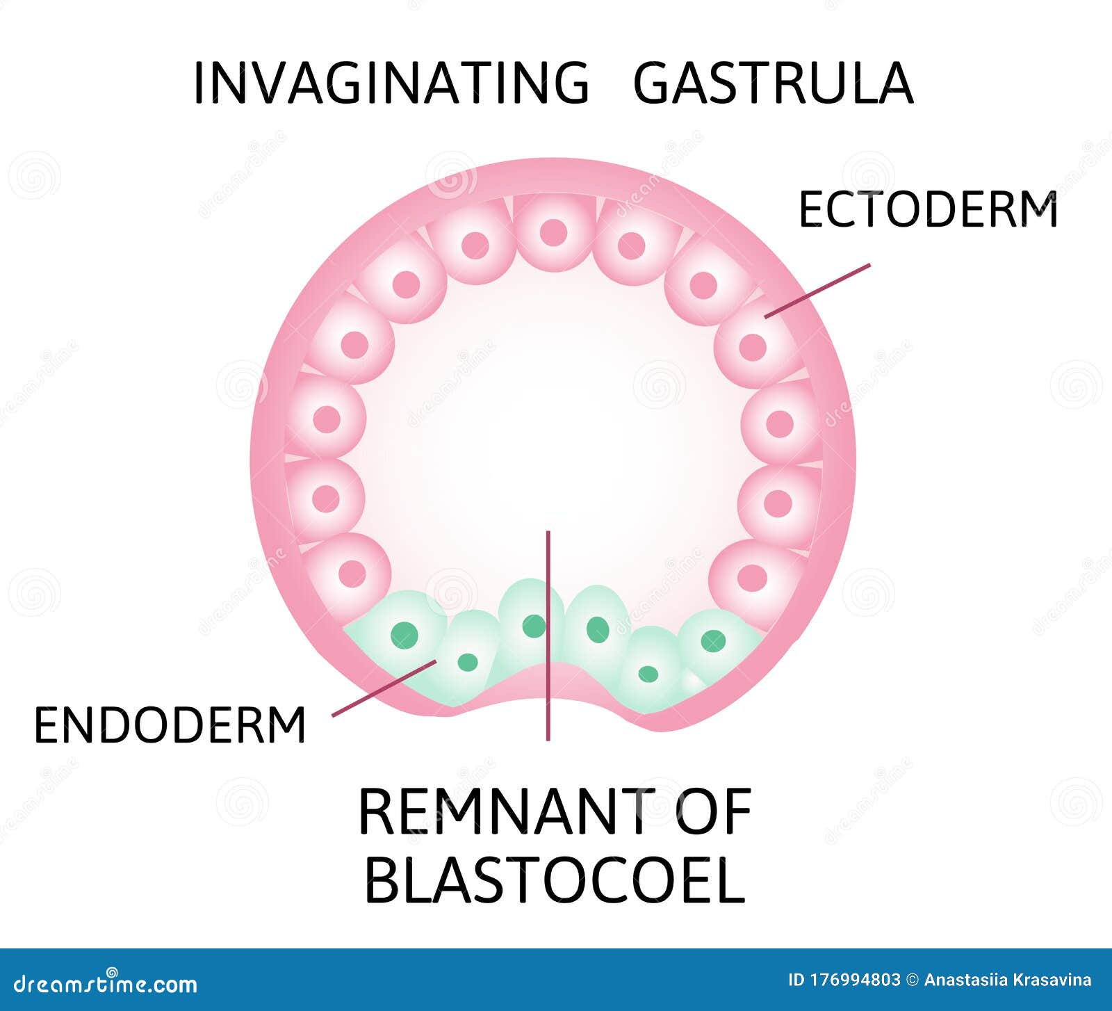 El Proceso De Gastrulación. Resto De Blastocoel Invaginante Endodermo ...