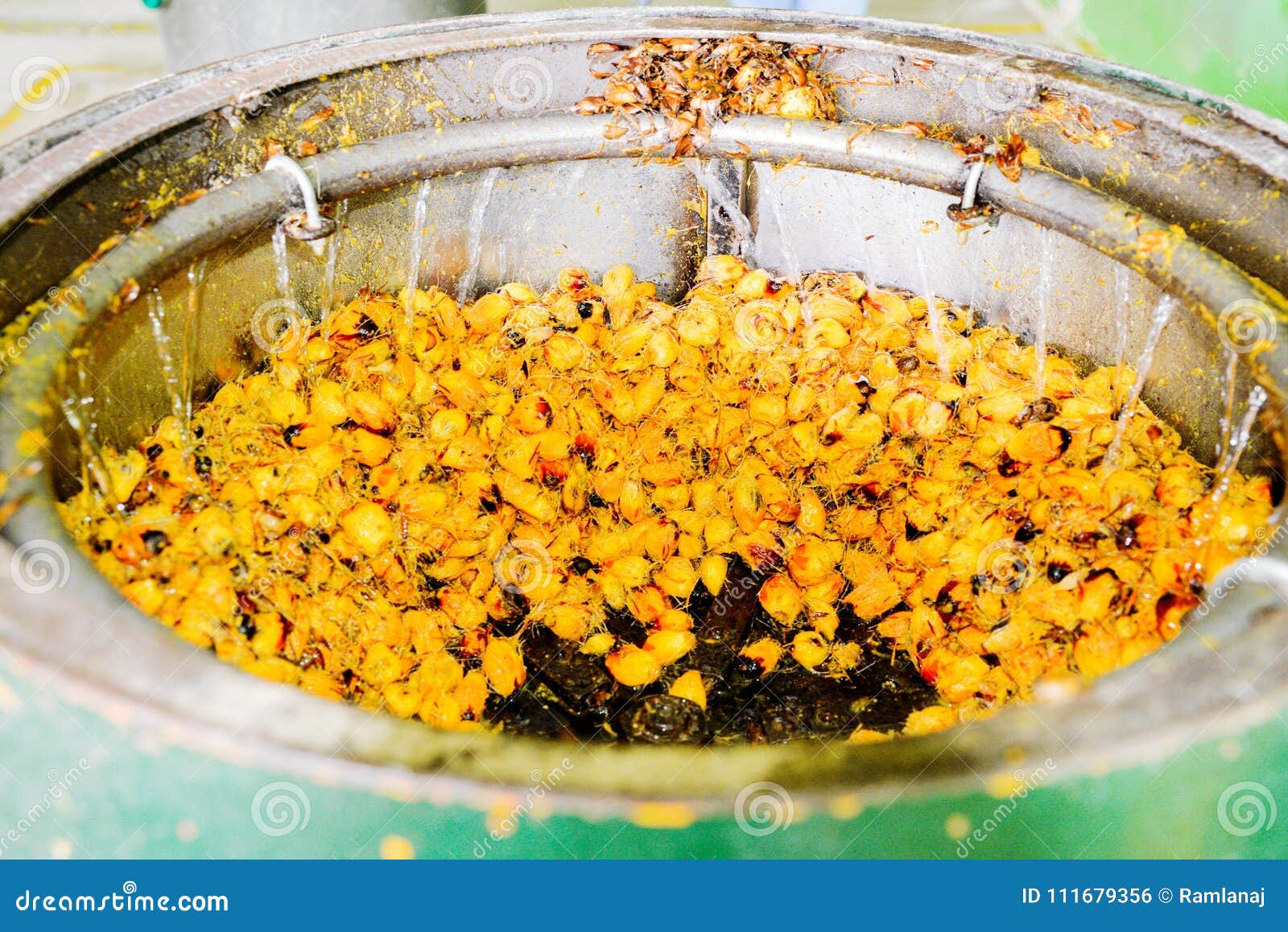 El proceso depulping foto de archivo. Imagen de palma - 111679356