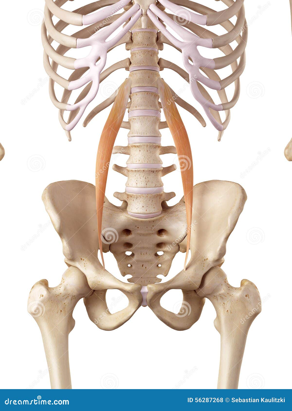 El psoas - menor stock de ilustración. Ilustración de ciencia - 56287268