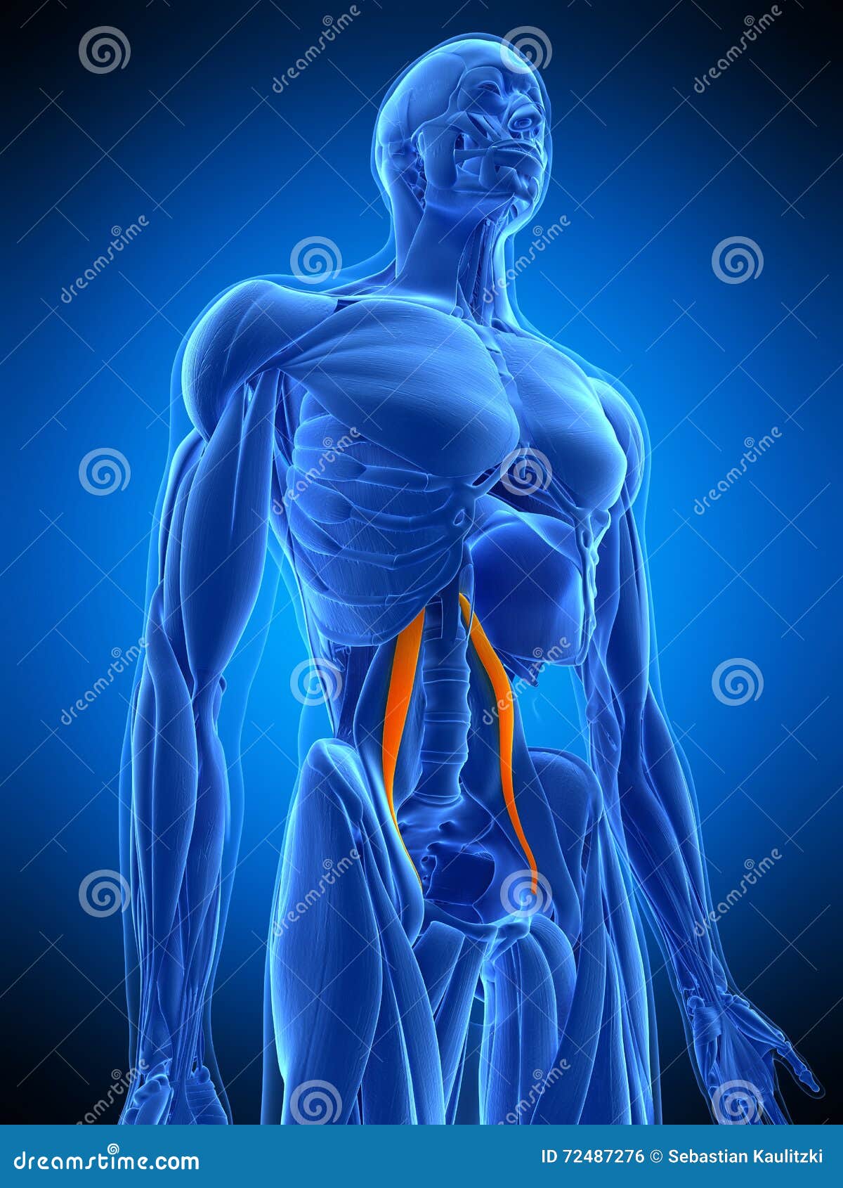 El psoas - menor stock de ilustración. Ilustración de pelvis - 72487276