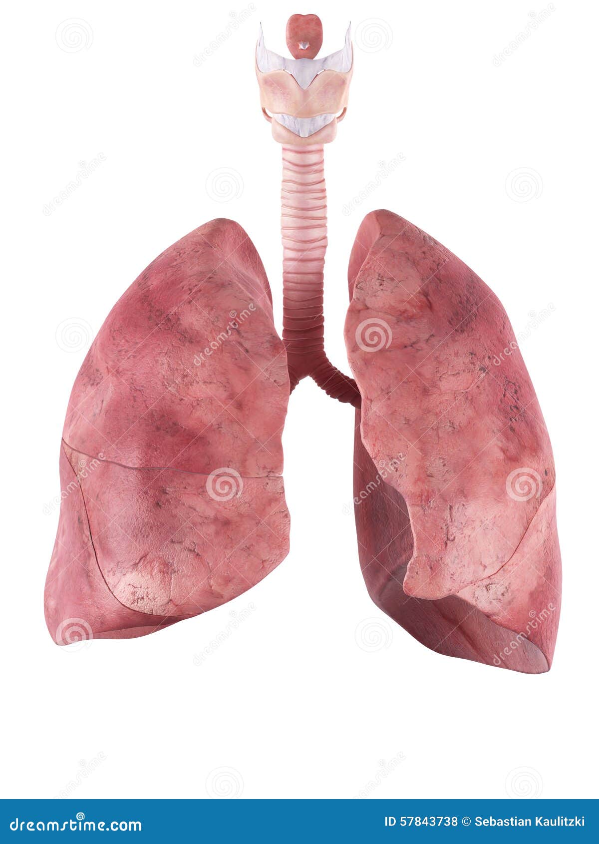 El pulmón stock de ilustración. Ilustración de ciencia - 57843738