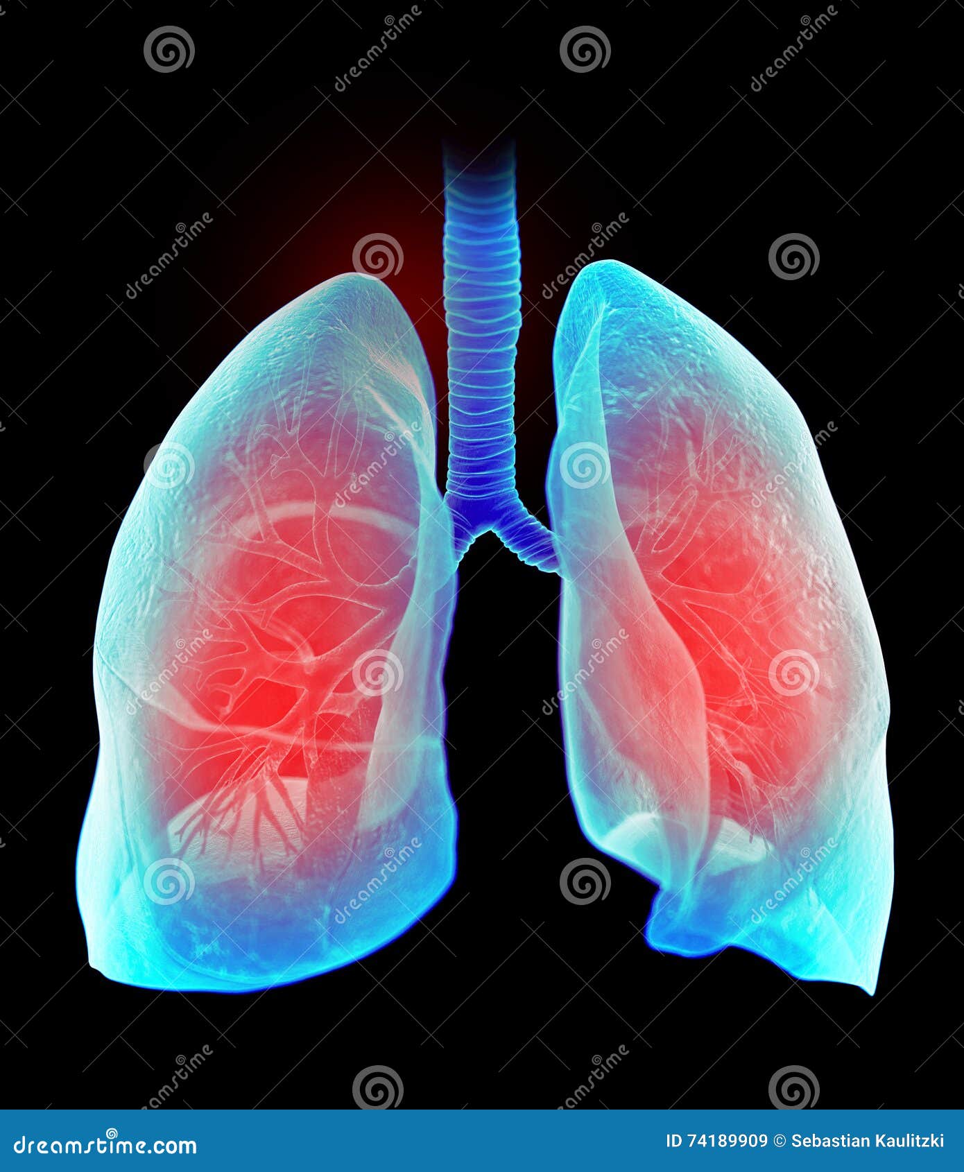 El pulmón humano destacado stock de ilustración. Ilustración de azul ...