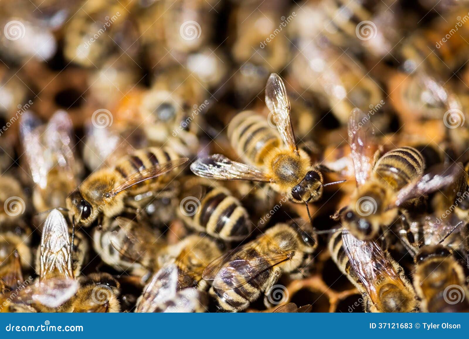 El pulular de las abejas imagen de archivo. Imagen de equipo - 37121683