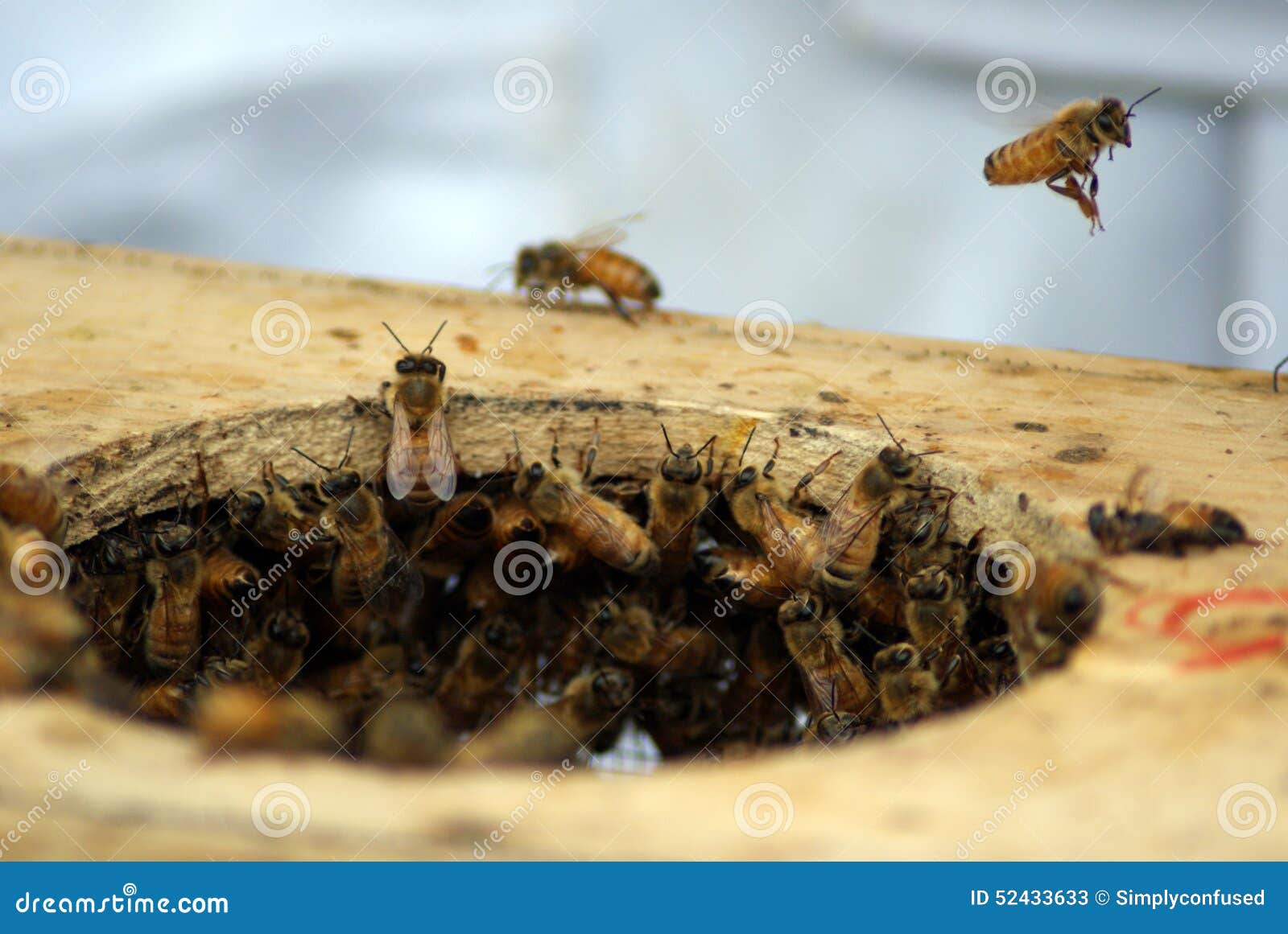 El Pulular De Las Abejas De La Miel Imagen de archivo - Imagen de ...