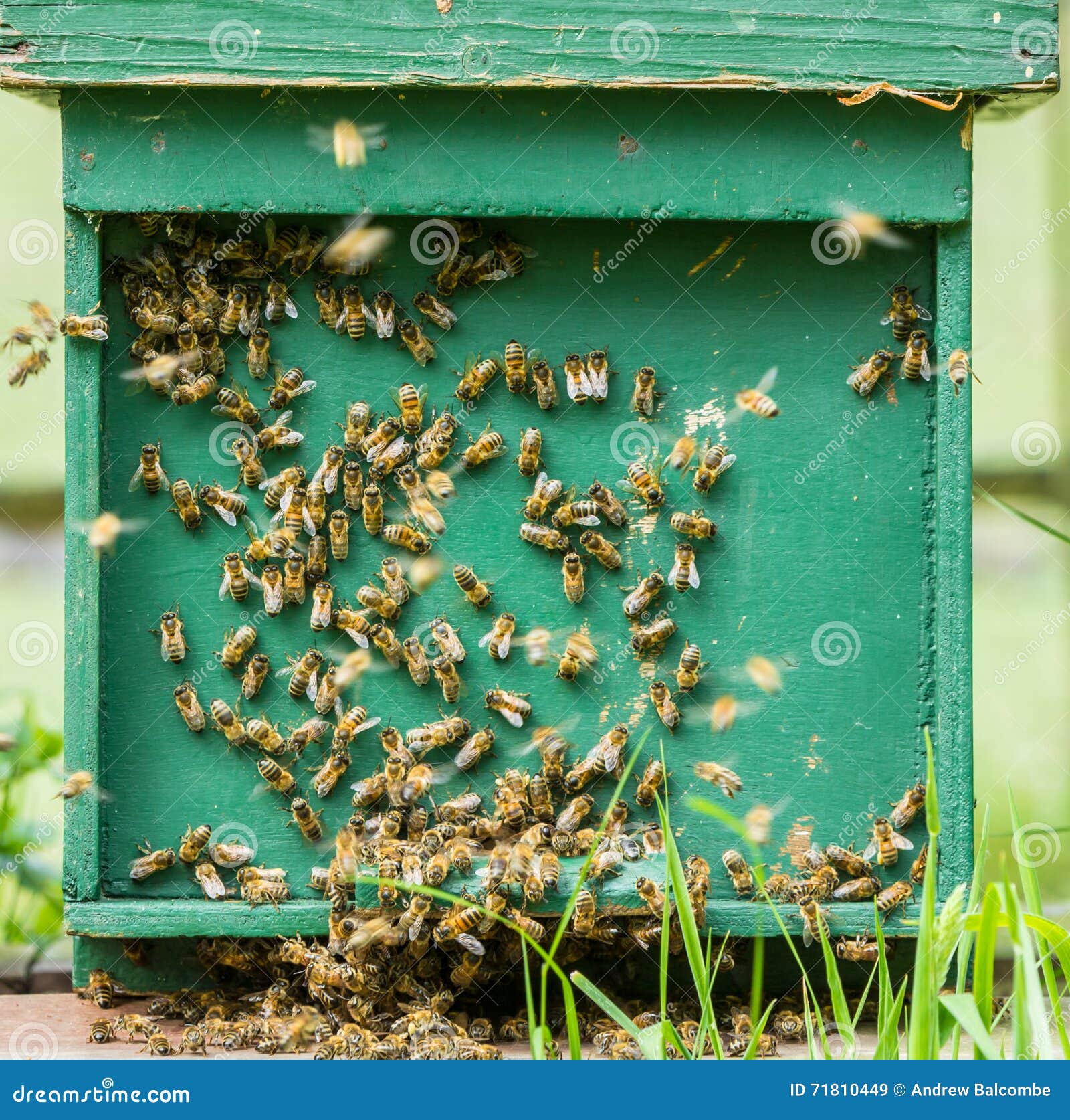 El Pulular De Las Abejas De La Miel Imagen de archivo - Imagen de ...