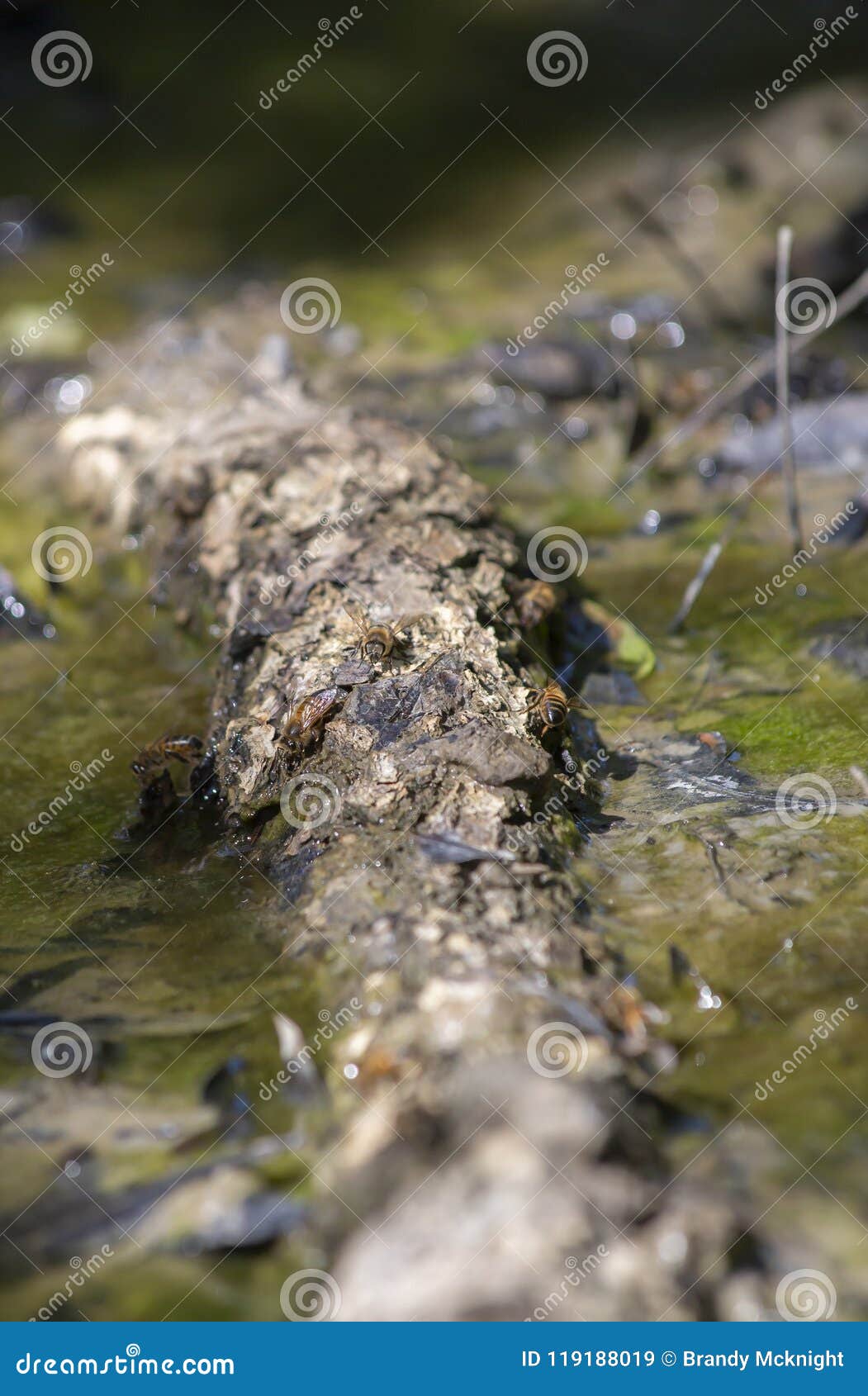 El Pulular De Las Abejas De La Miel Imagen de archivo - Imagen de hojas ...
