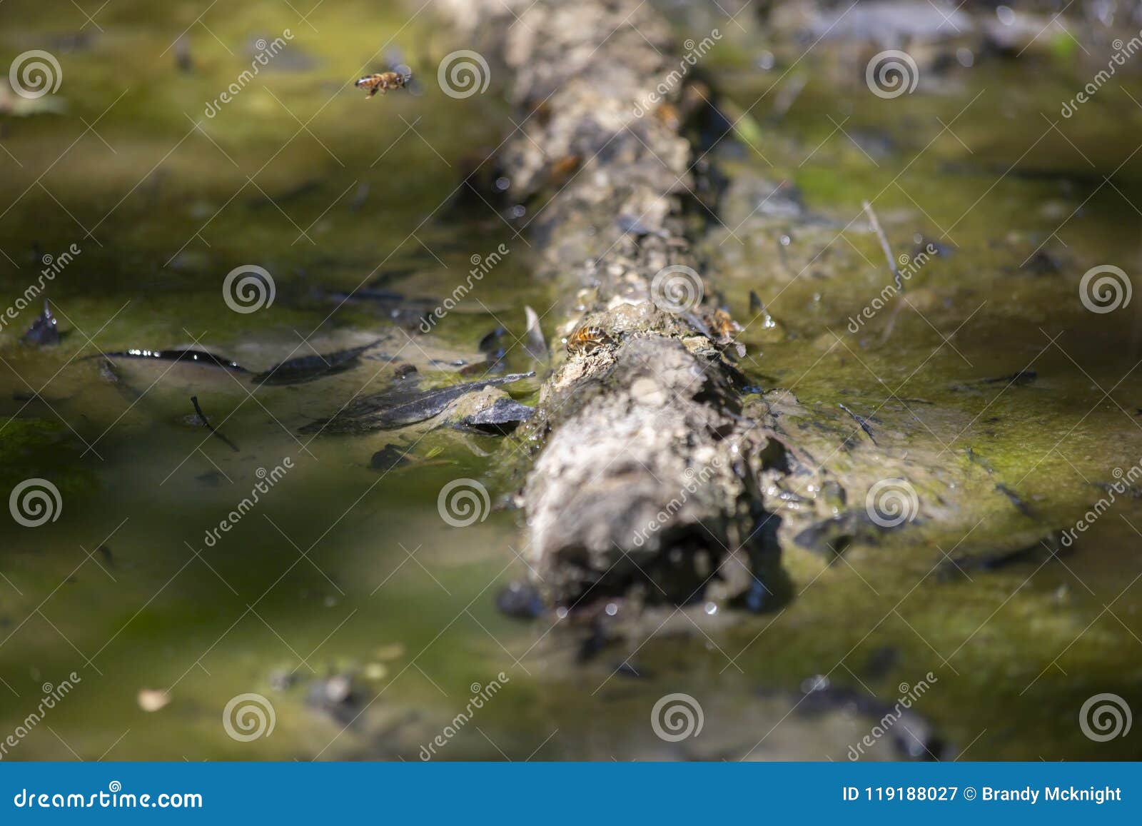 El Pulular De Las Abejas De La Miel Imagen de archivo - Imagen de ...