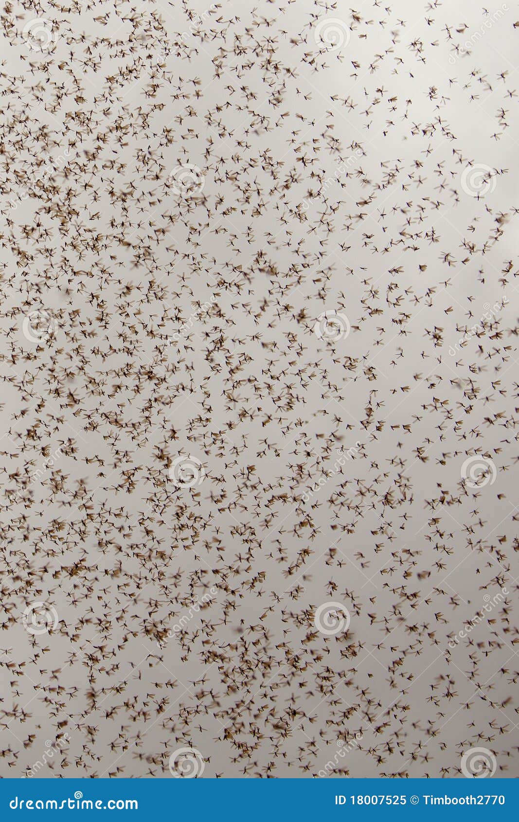 El pulular de las termitas imagen de archivo. Imagen de fastidio - 18007525