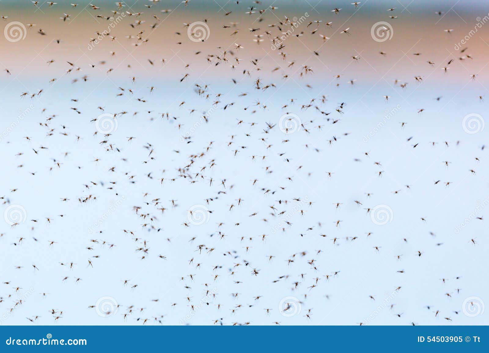 El Pulular De Los Mosquitos Imagen de archivo - Imagen de insecto ...