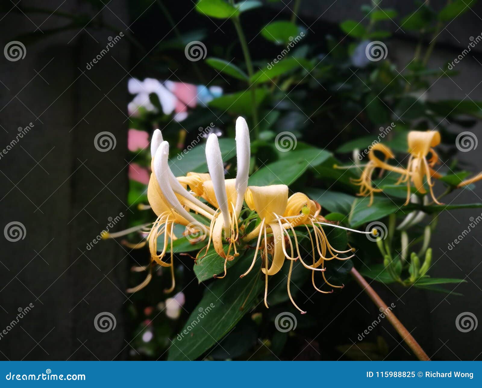 El Racimo De La Flor Marchitada Imagen de archivo - Imagen de afuera ...