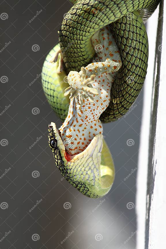 El rapaz y la presa foto de archivo. Imagen de rapaz - 19998794