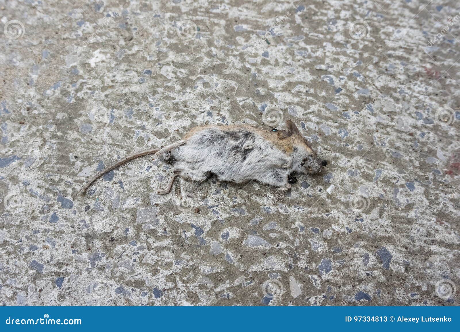 El ratón muerto imagen de archivo. Imagen de tierra, putrefacto - 97334813