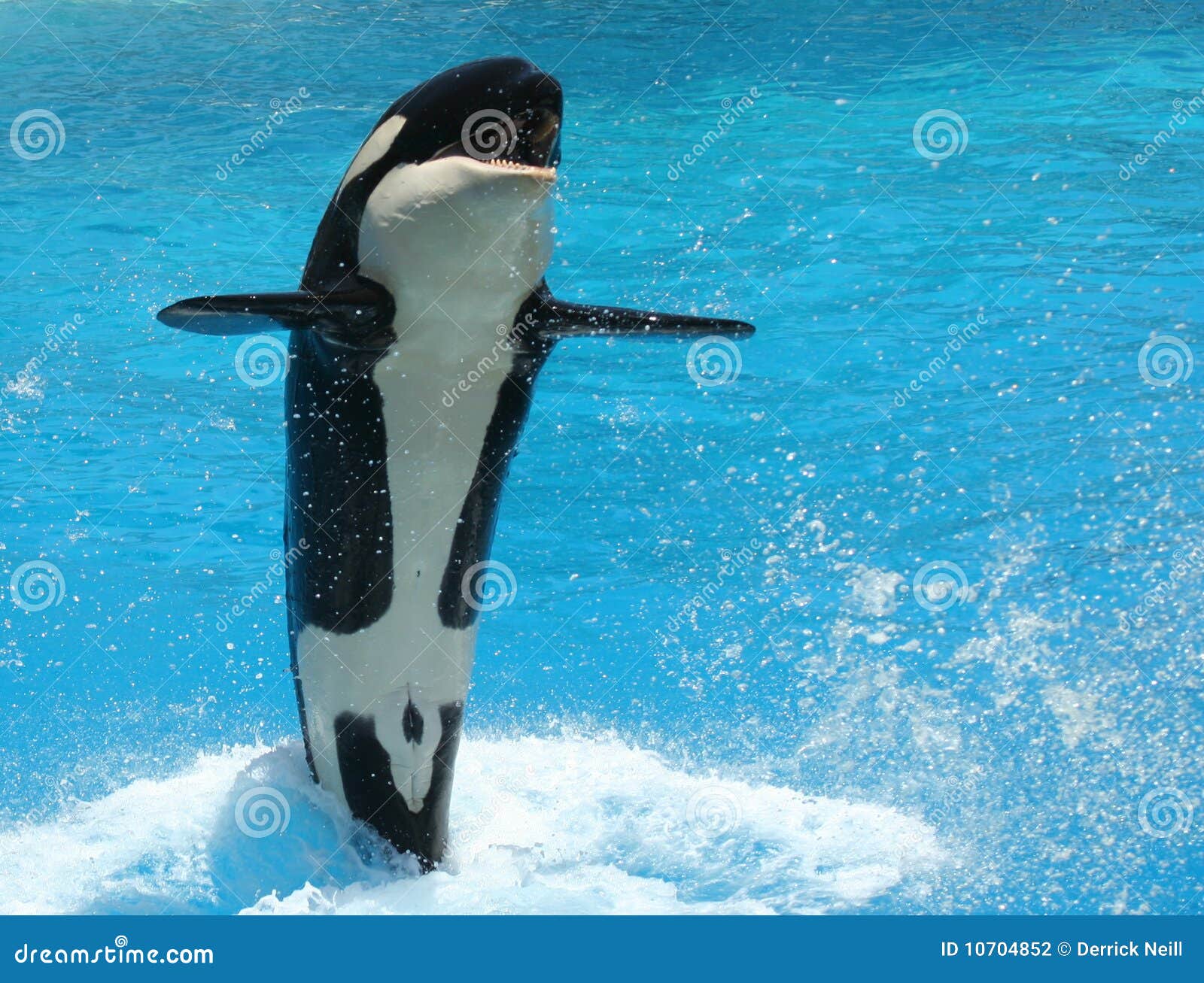 El Recorrer De La Cola De La Orca Fotografía editorial - Imagen de ...