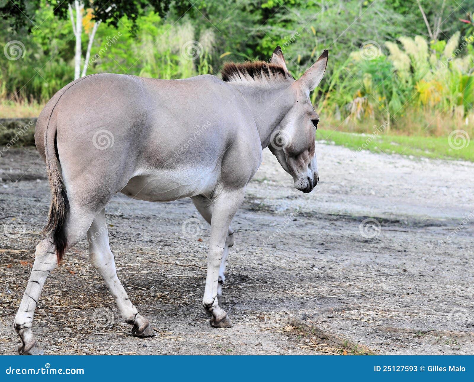 El Recorrer Del Asno Salvaje Imagen de archivo - Imagen de raya, asia ...