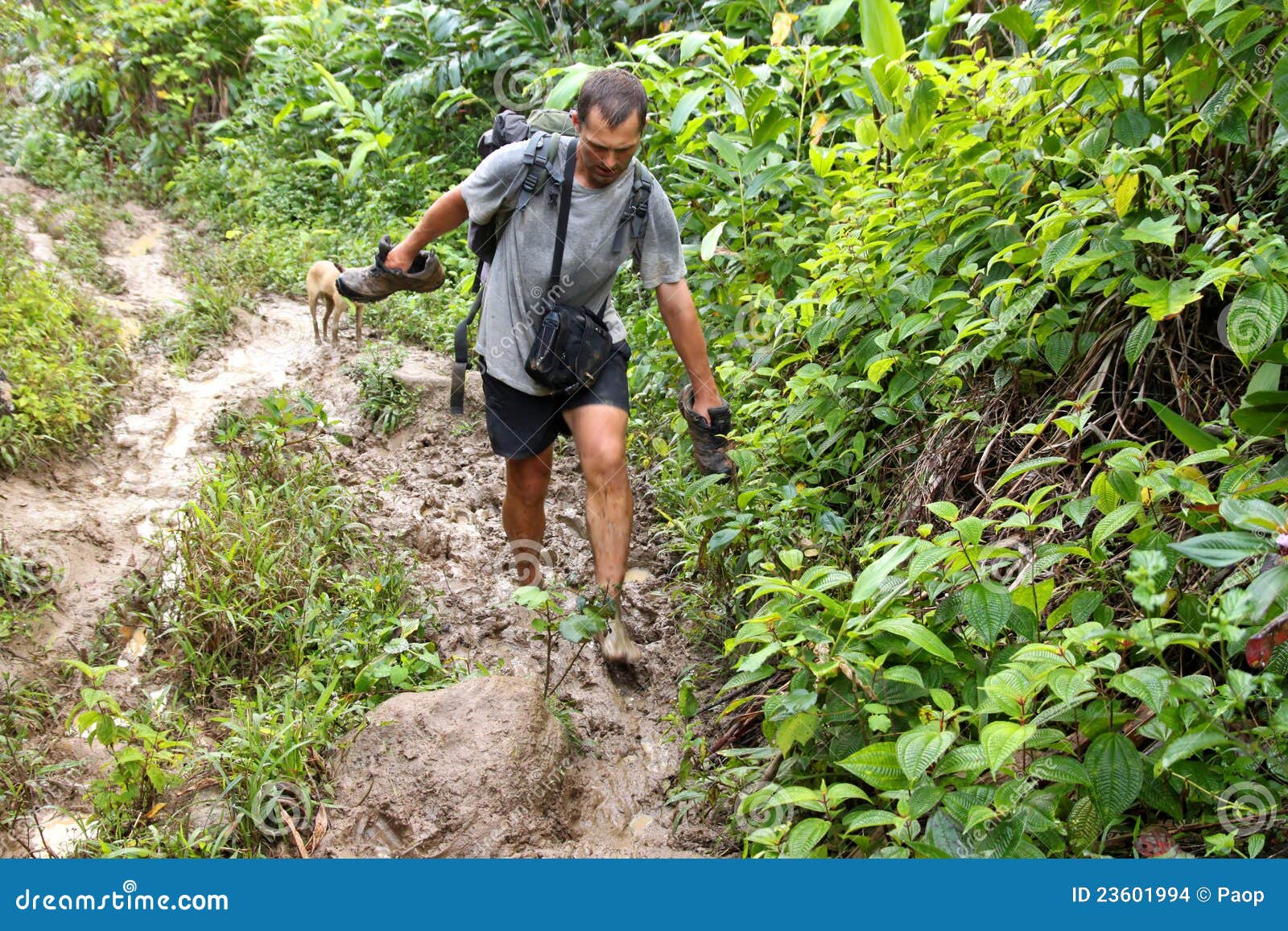 El recorrer en fango foto de archivo. Imagen de selva - 23601994
