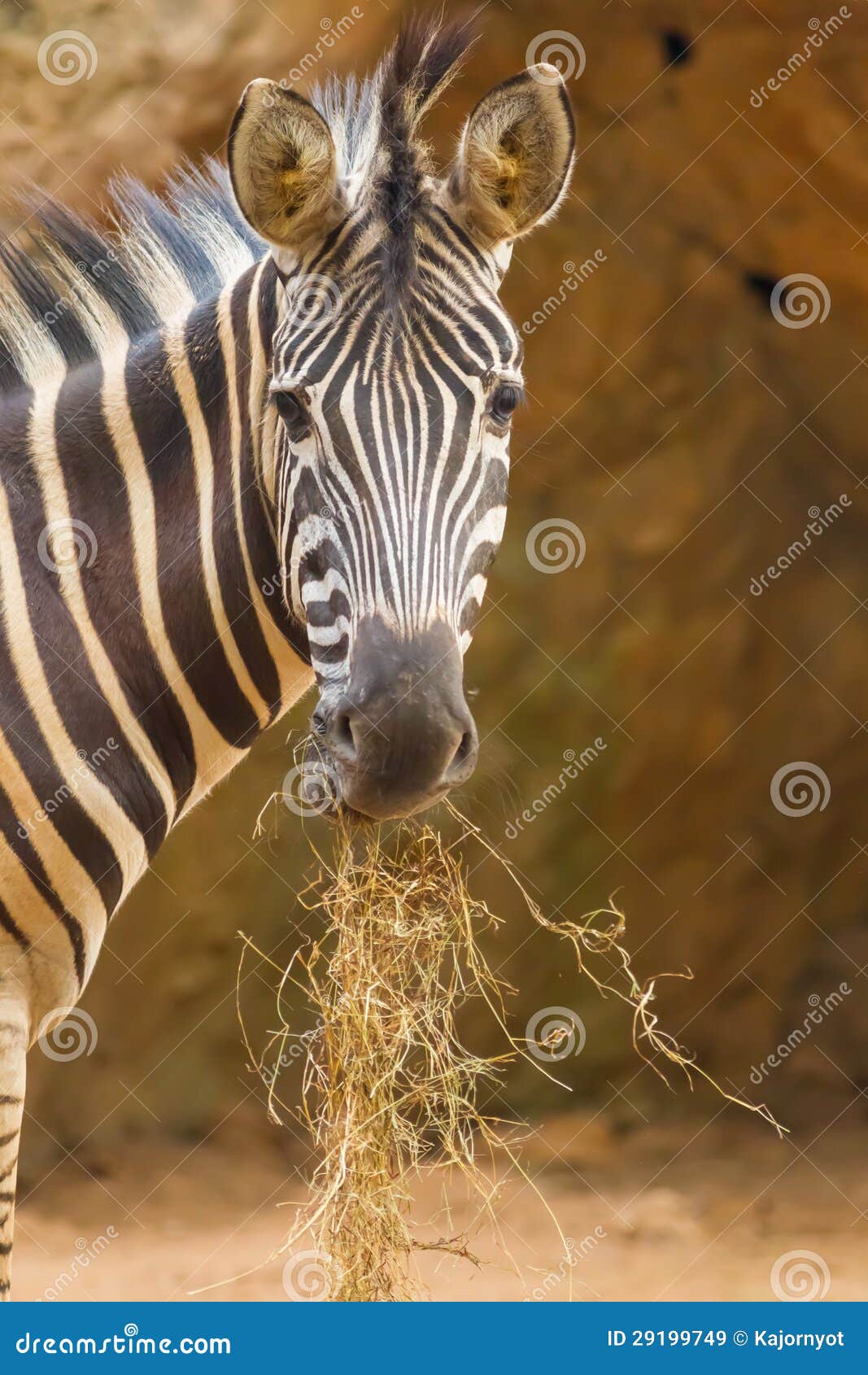El Retrato De La Cebra Que Come La Hierba Imagen de archivo - Imagen de ...