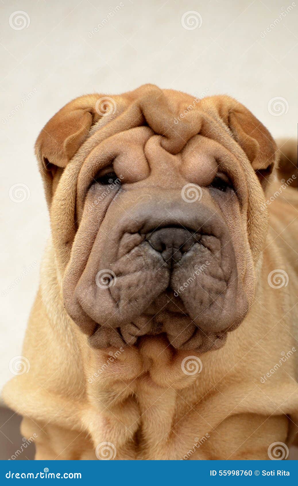 El Retrato De Los Sharpei Del Perrito Foto de archivo - Imagen de bebé ...