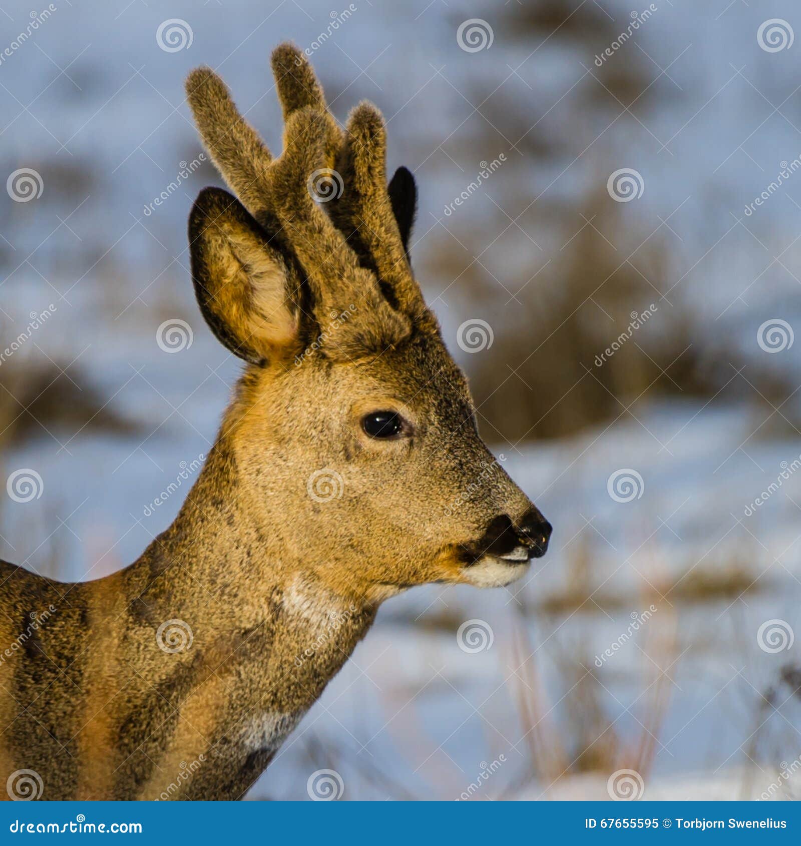 El retrato del corzo imagen de archivo. Imagen de cornamenta - 67655595