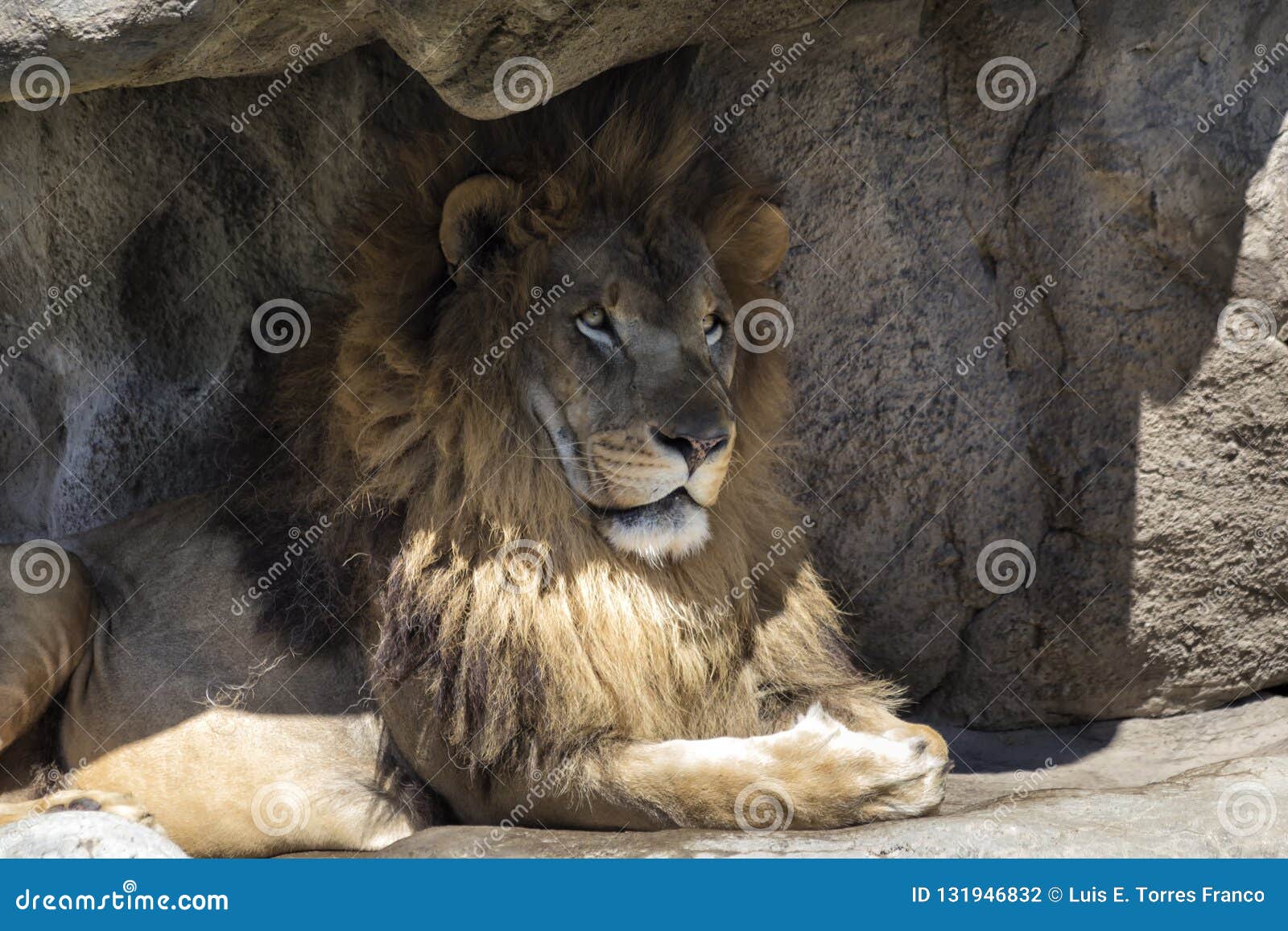El rey de la selva foto de archivo. Imagen de pelo, cubo - 131946832