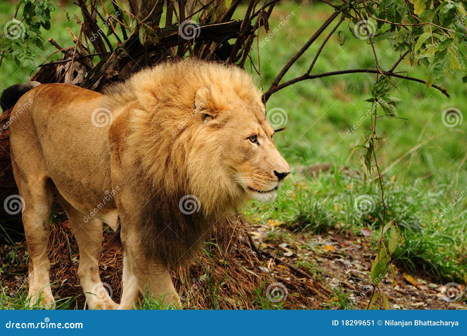 El rey de la selva imagen de archivo. Imagen de despredador - 18299651