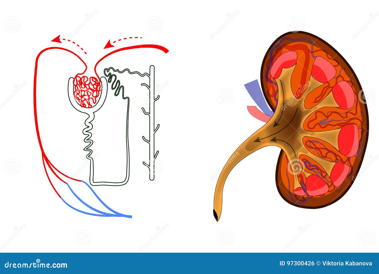 El riñón y el nephron ilustración del vector. Ilustración de blanco ...