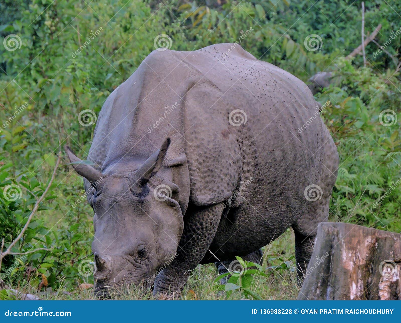 El rinoceronte indio foto de archivo. Imagen de rinoceronte - 136988228