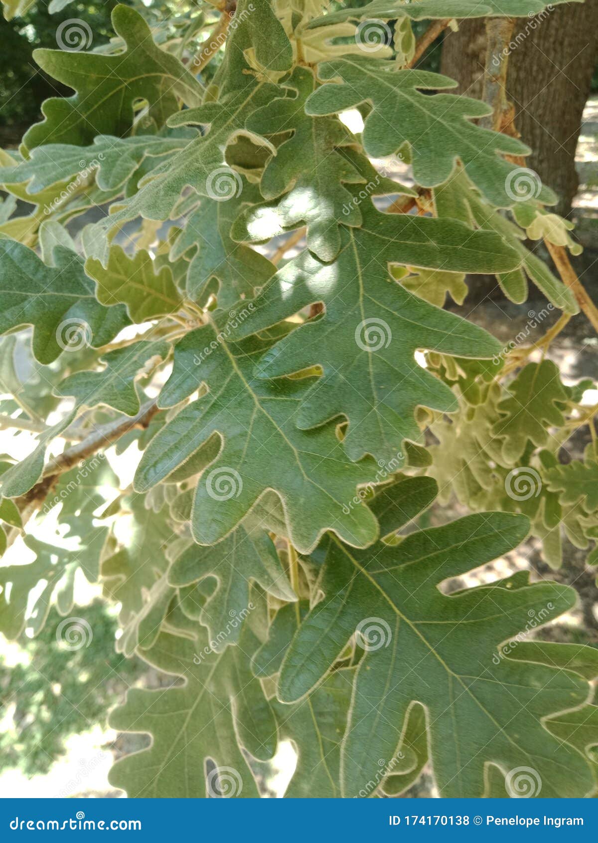 El Roble Se Va En Luz Dappled Foto de archivo - Imagen de roble, hojas ...