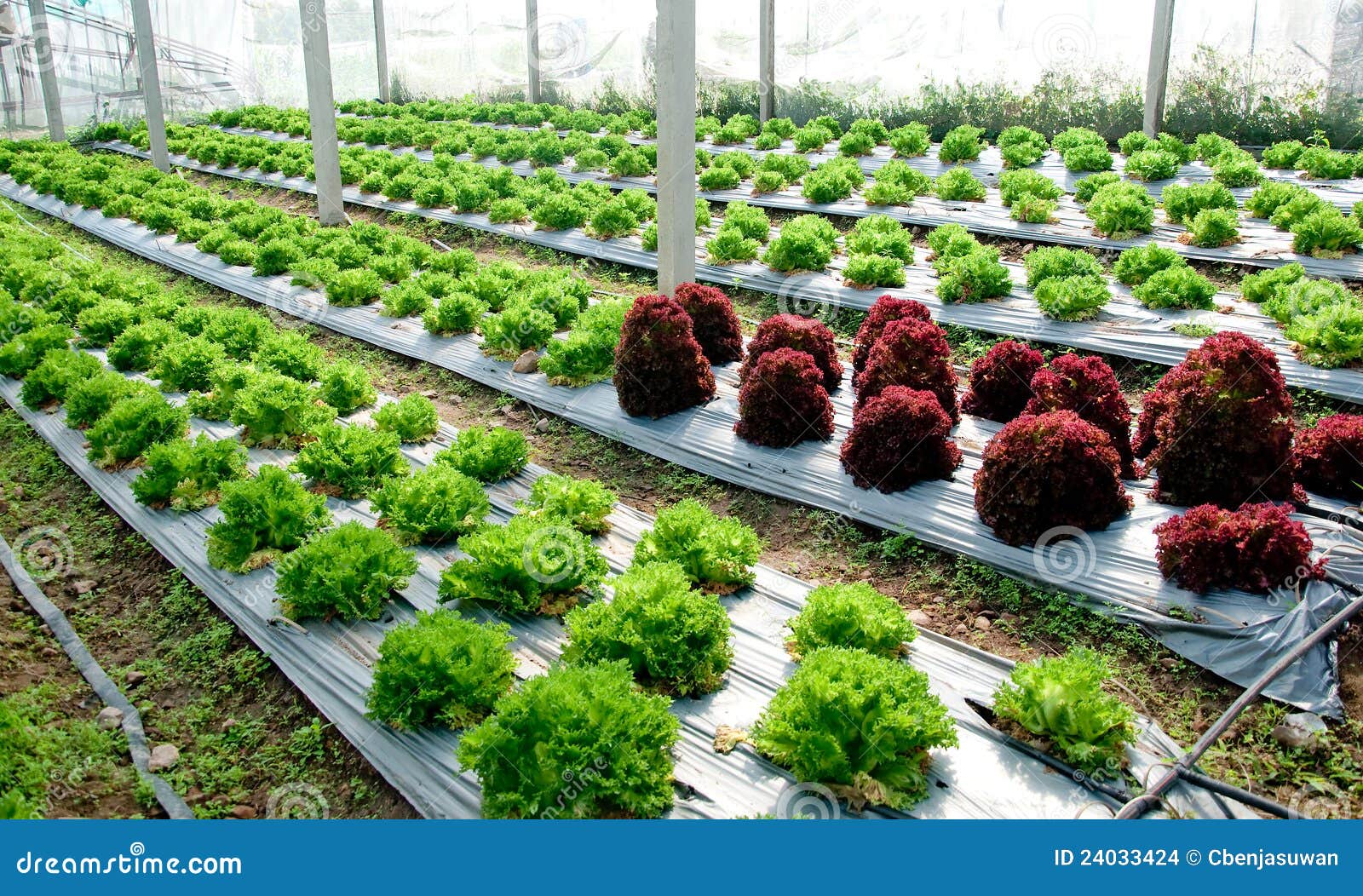 El roble verde y rojo foto de archivo. Imagen de roble - 24033424